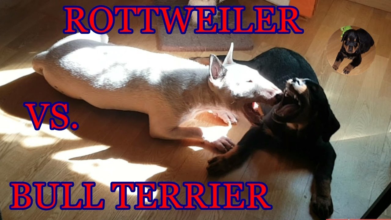 ROTTWEILER VS. BULL TERRIER "JUNIOR THE ROTTWEILER" - YouTube