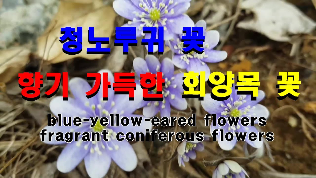 청노루귀 꽃과 회양목 꽃 cyanide and cedar flowers - YouTube
