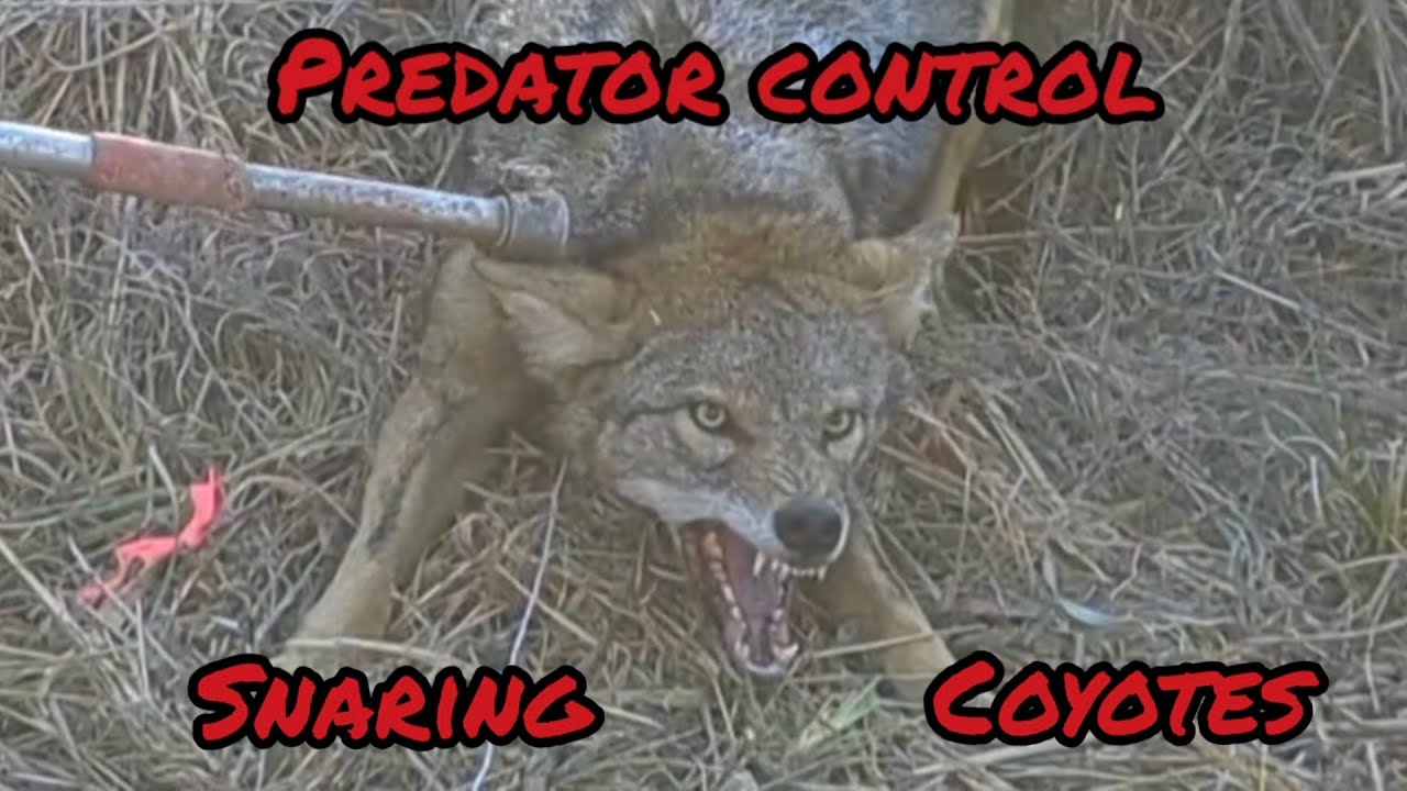 Predator Control: Snaring Coyotes, How To, and Snare Setup!!! - YouTube