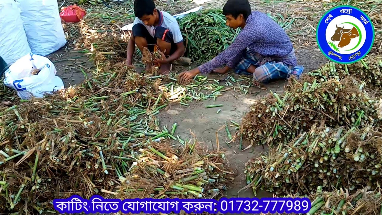 জারা ঘাসের পরিপক্ক ও শিকড় যুক্ত কাটিং || জারা ১ হাইব্রিড ঘাস || ঘাস ...