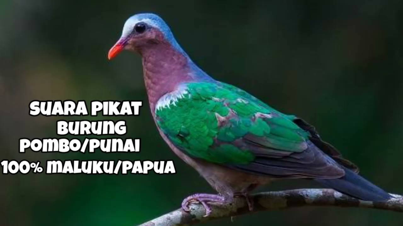 suara pikat burung pombo/punai asli maluku-papua. - YouTube