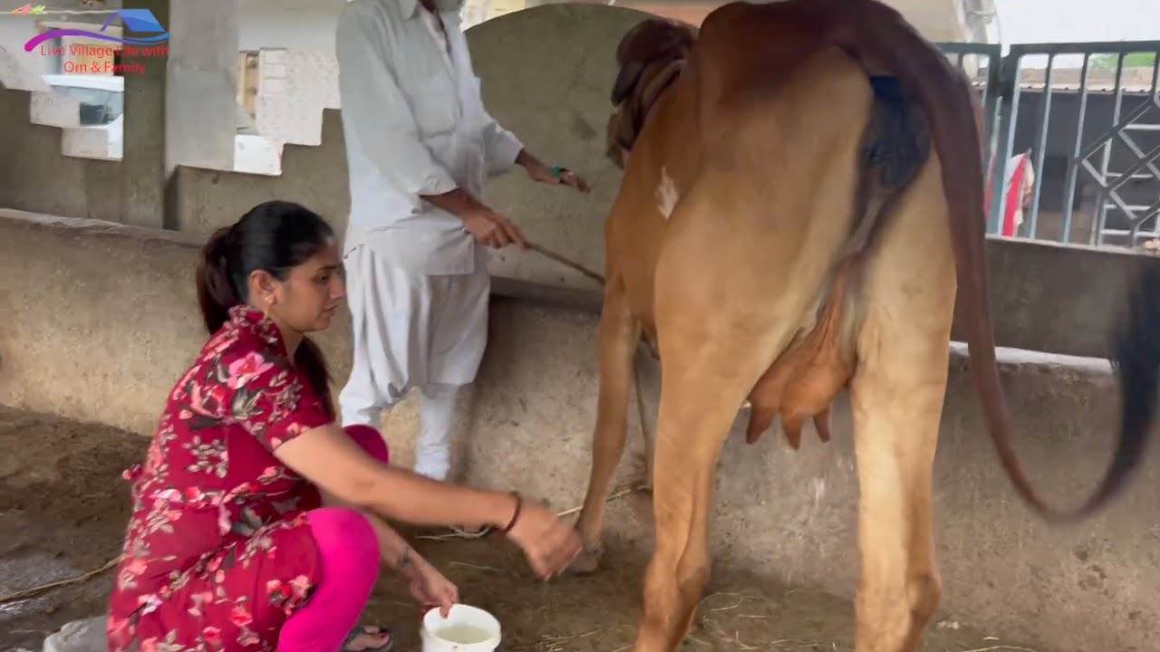 Ajj kyu bharti ko krishna gaay ka dudh nikalana pada..cow milking - YouTube