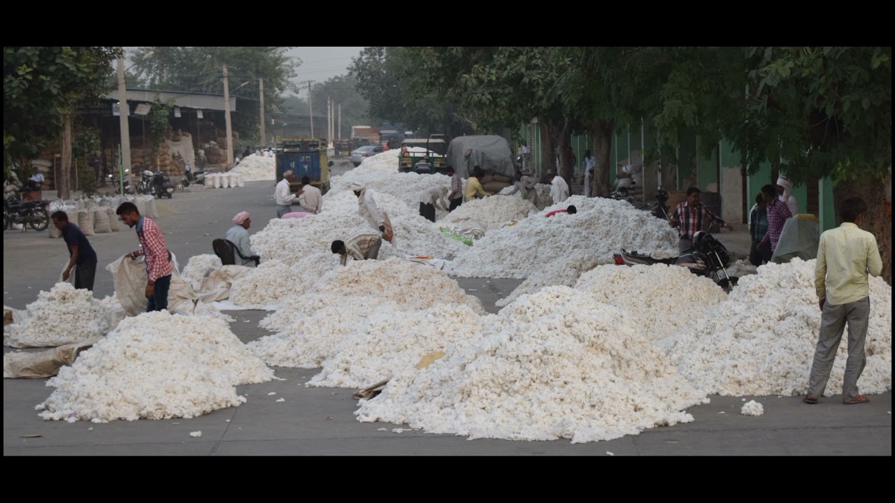 नरमा कपास भाव में आयी रिकार्ड तोड़ तेजी narma kapas mandi bhav, narma ...