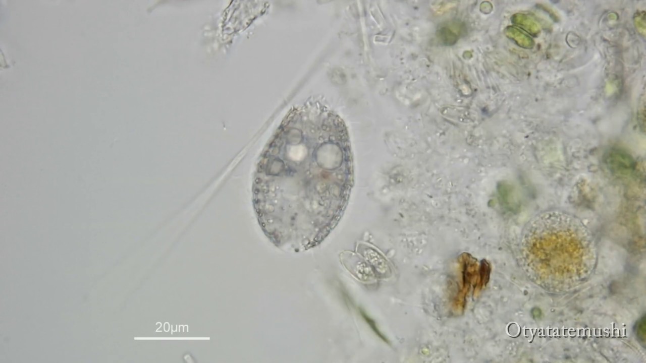 コレプスの一種（Coleps sp.）・2 - YouTube