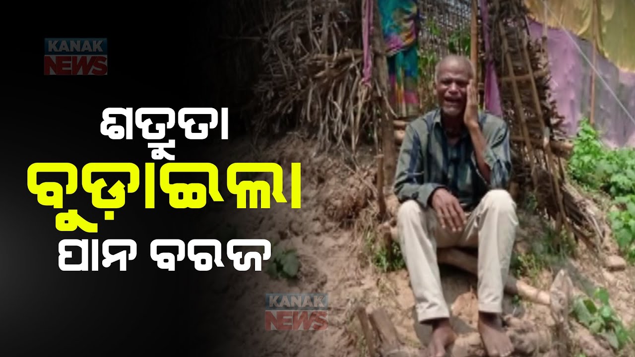 Personal Rage With Individual Poison Whole Betel Cultivation In ...