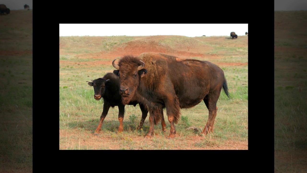 Z-Bar Buffalo Ranch, West of Medicine Lodge Kansas. - YouTube