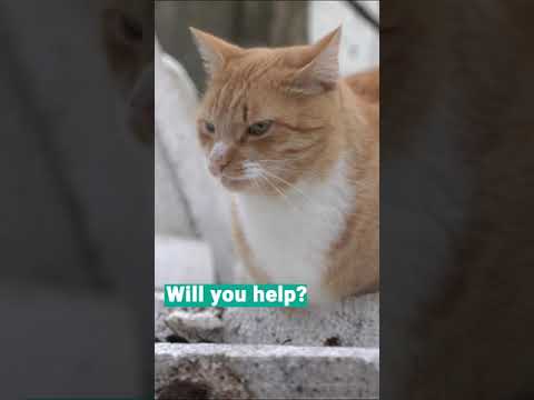 Help Stray Cats in Ukraine