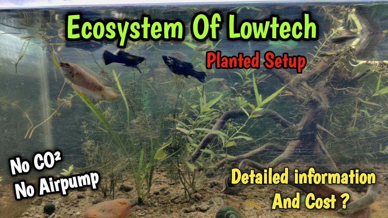 How I setup This Low tech planted tank 😍 | Complete Information and ...