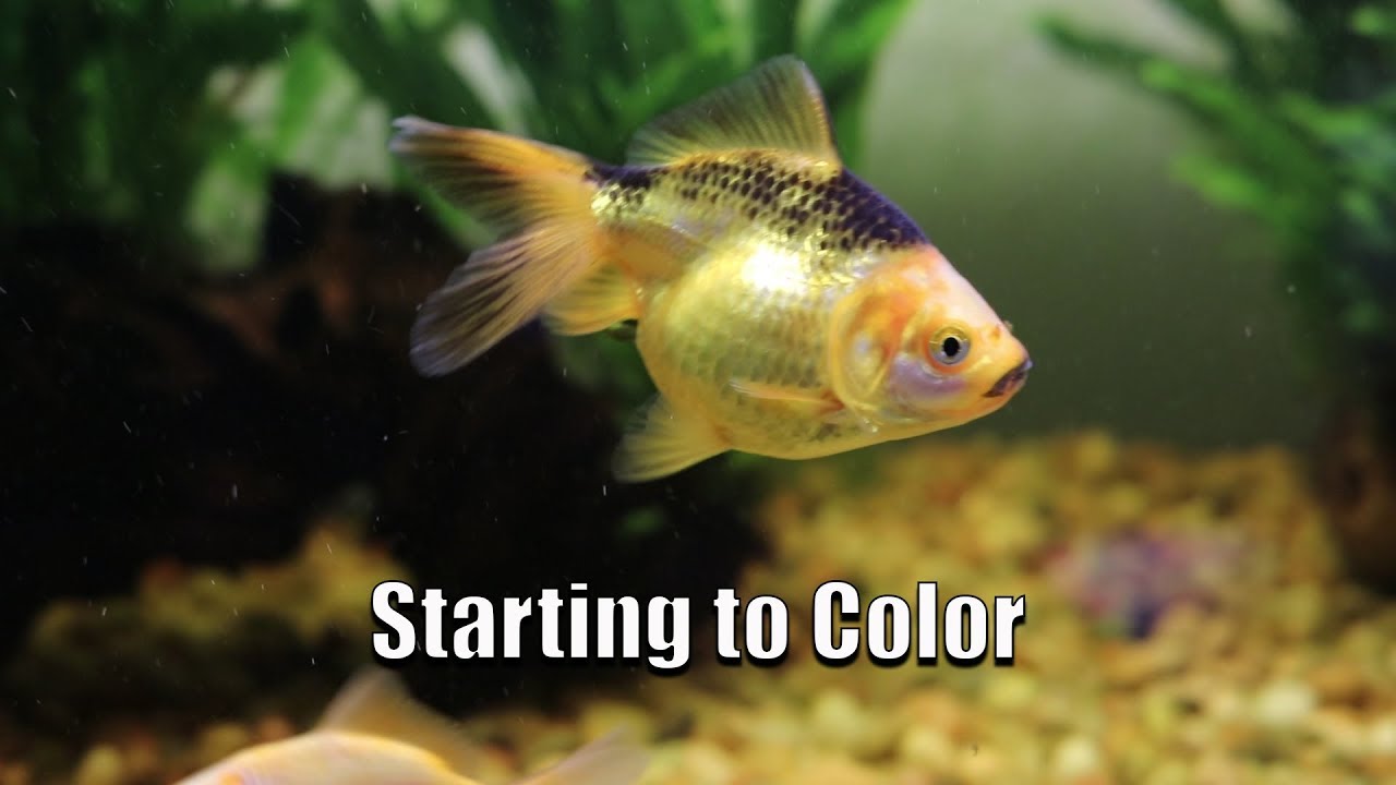 Ryukin Oranda hybrid babies getting their color (and first bloodworms ...