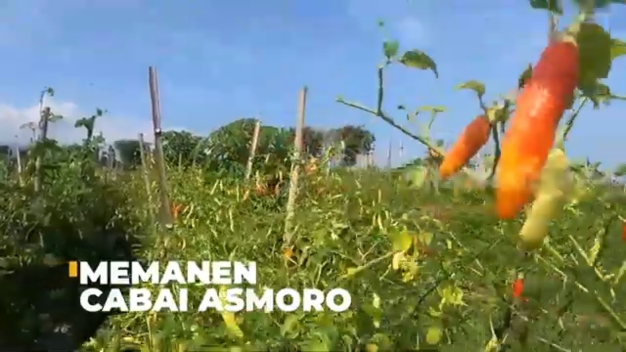 Memanen Cabai Asmoro | SI BOLANG (29/05/23) - YouTube