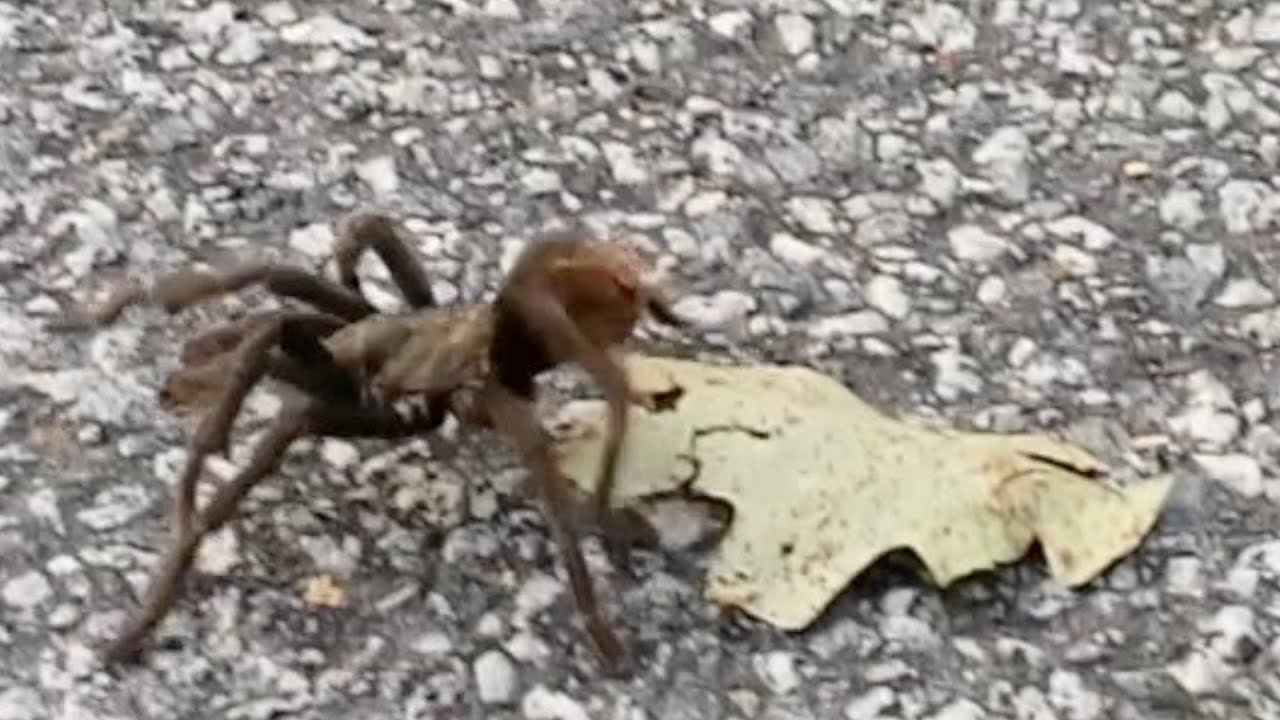 Tarantula Scare - YouTube