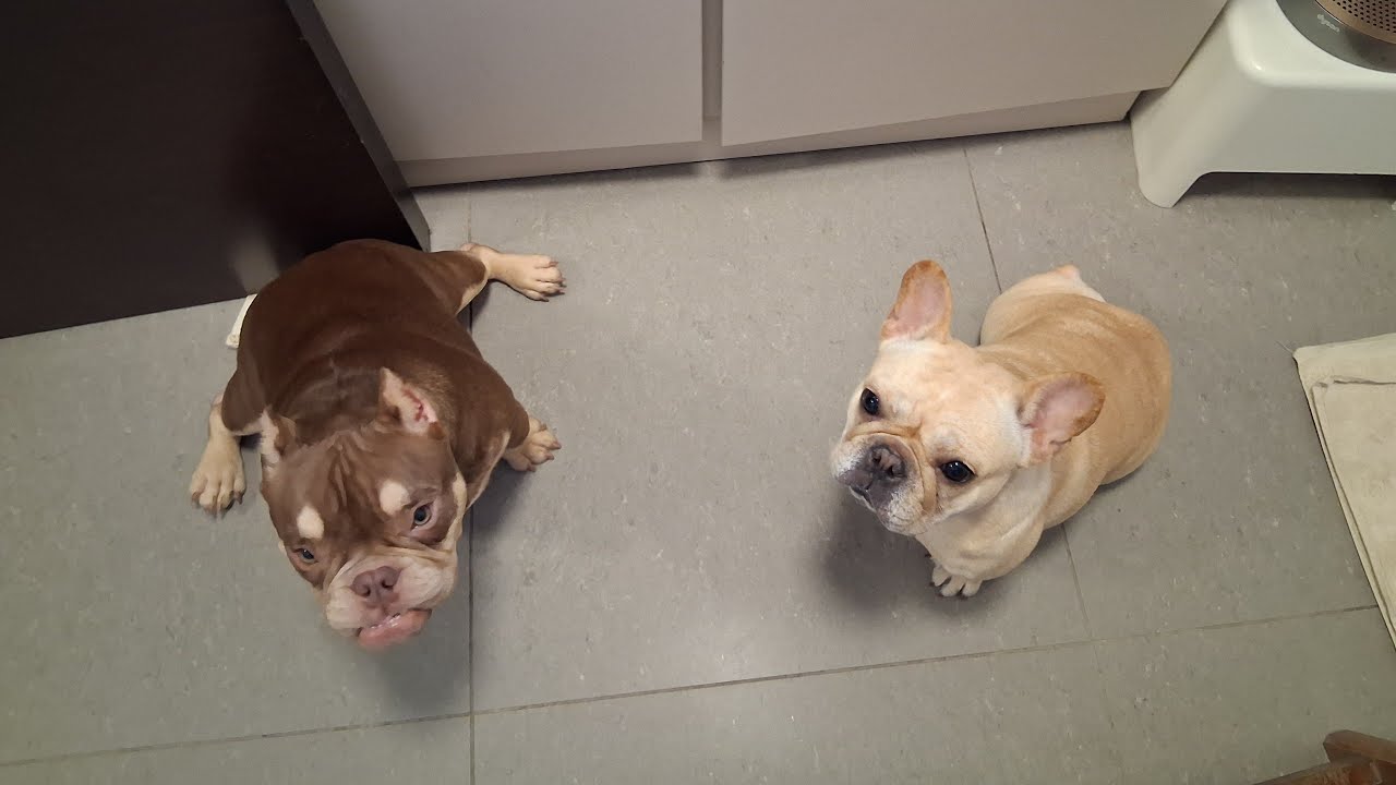 Hiiii..hellllooo there👋🐕🐶🥰 - YouTube