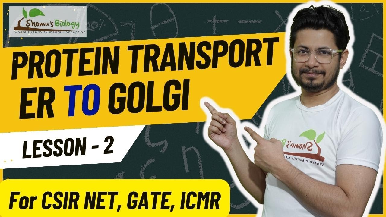 ER to Golgi transport pathway | retrograde and anterograde pathway ...