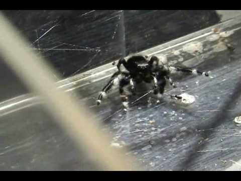 Jumping Spider Courtship Ritual Set To Music - YouTube