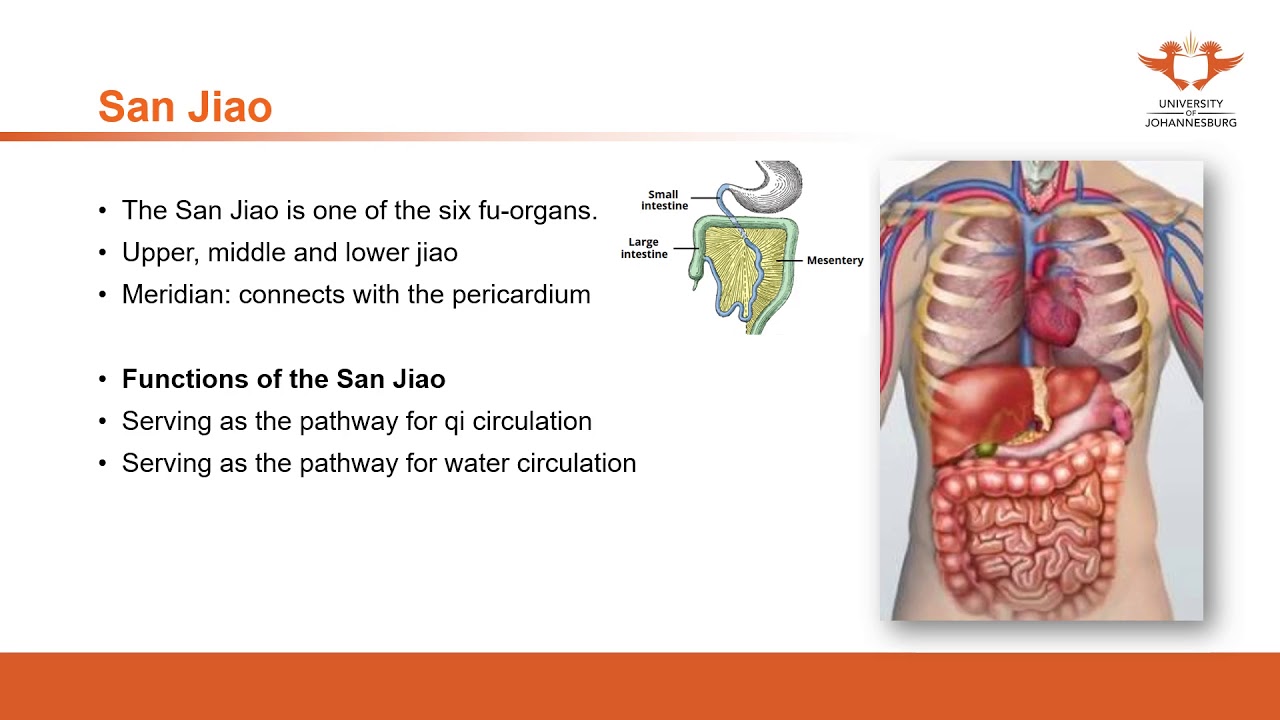 298. UJ online lectures: 22 Zang Xiang Theory Fu Organs 2 - YouTube
