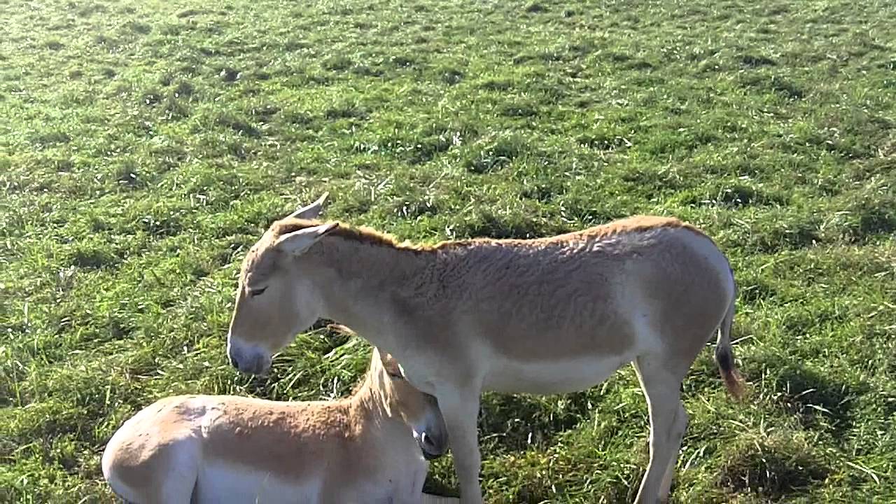 Persian Onagers hanging out at The Wilds - YouTube