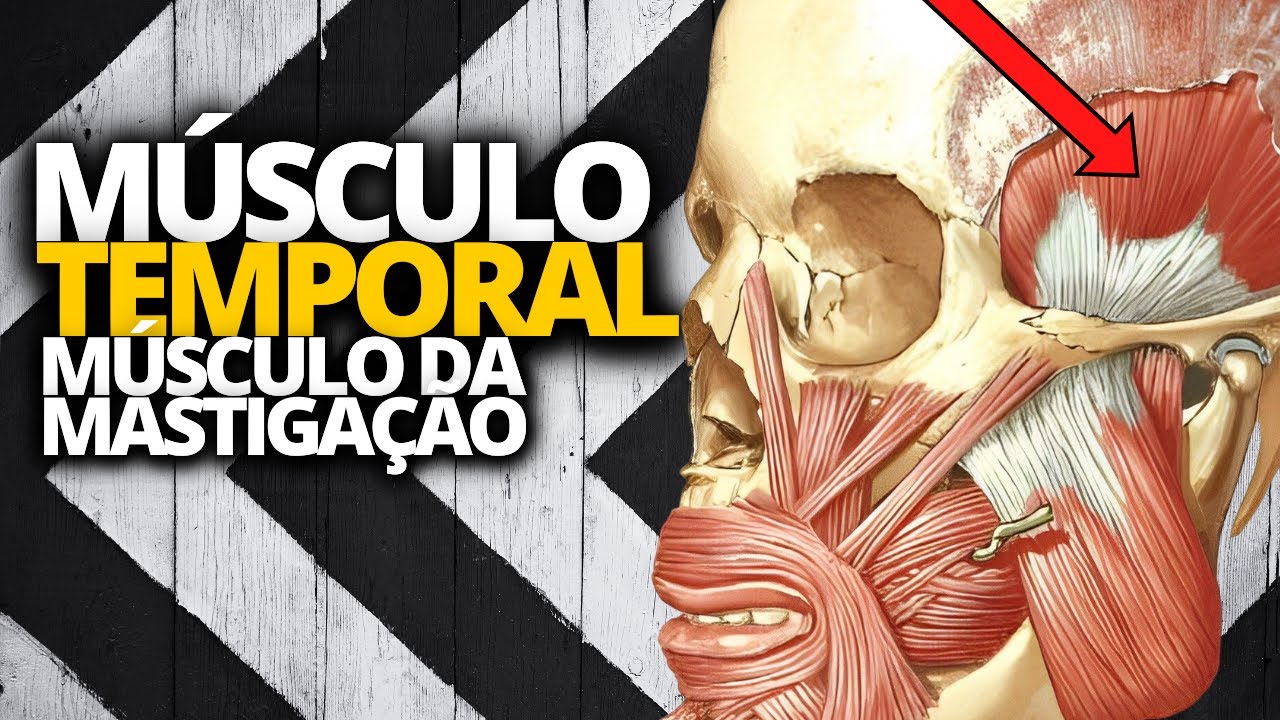 MÙSCULOS - MÚSCULO TEMPORAL - YouTube