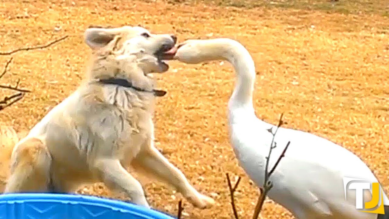 20 Times Dogs Messed With The Wrong Animal - YouTube