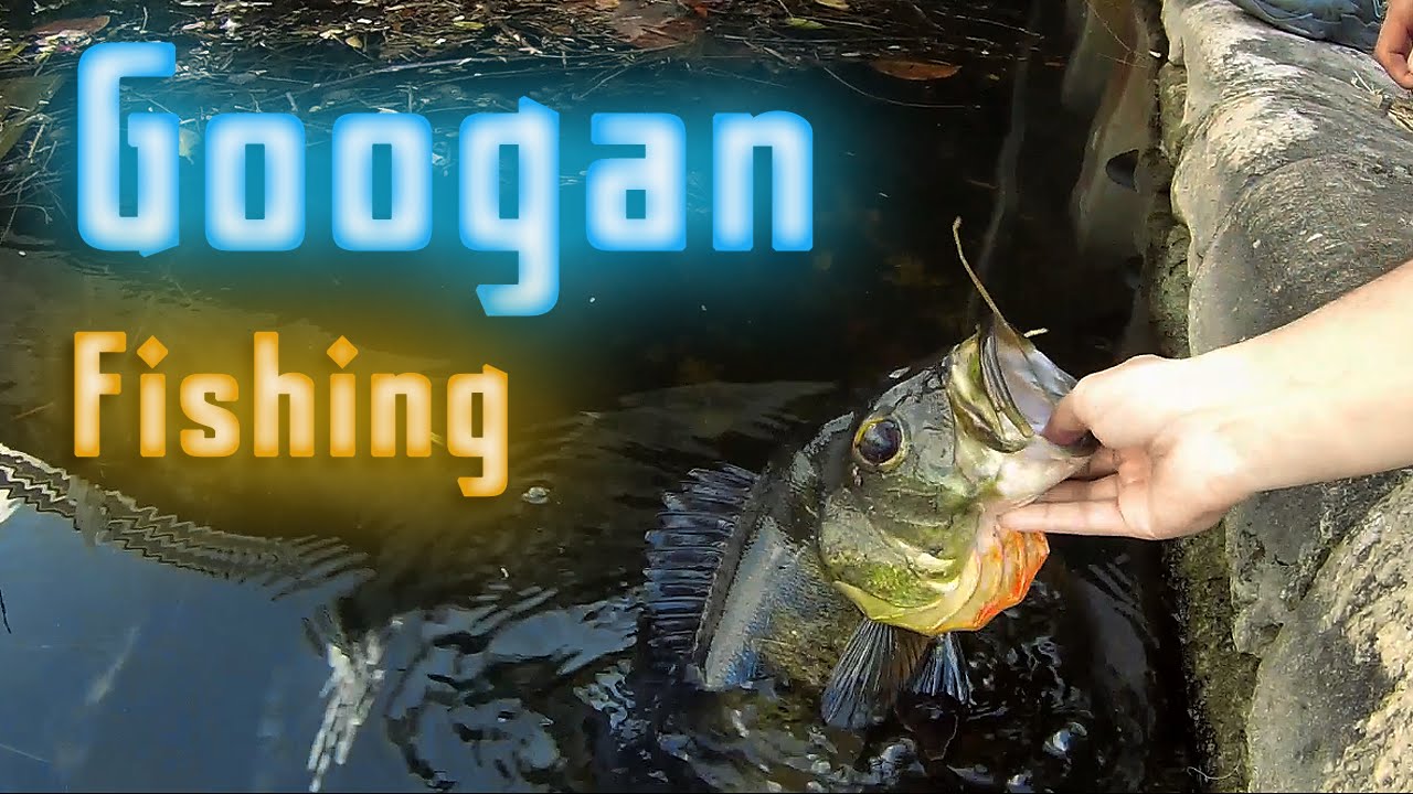 Small fry Peacock and Googan catches First Peacock Bass ᴴᴰ - YouTube
