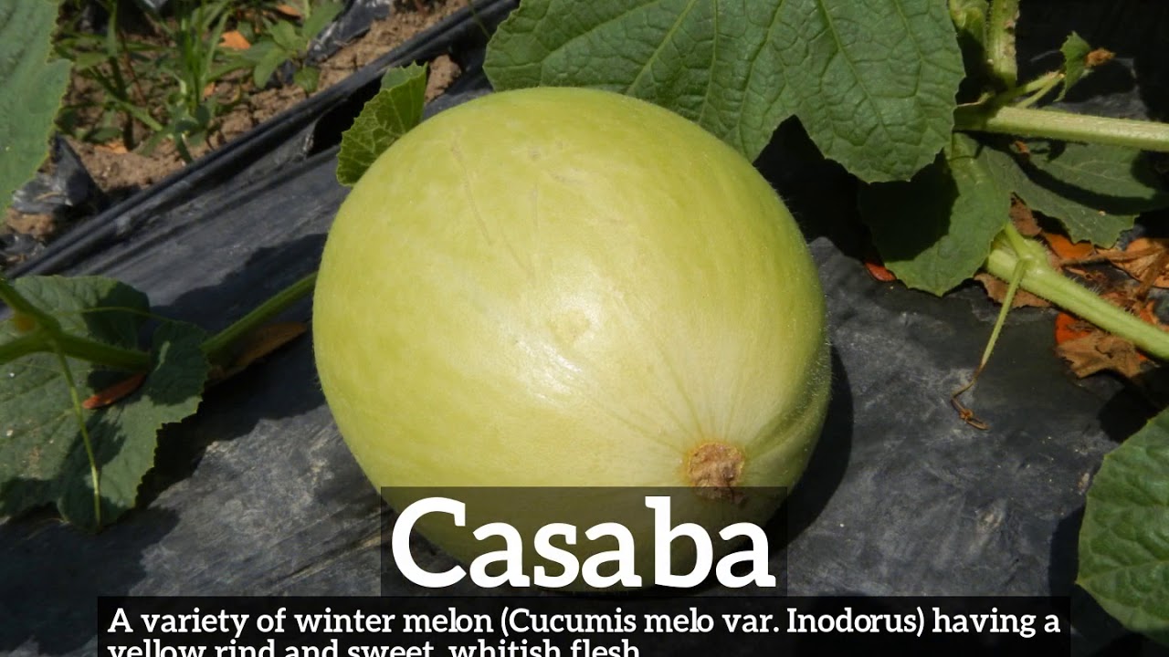 What is Casaba? | How to Say Casaba in English? | How Does Casaba Look ...