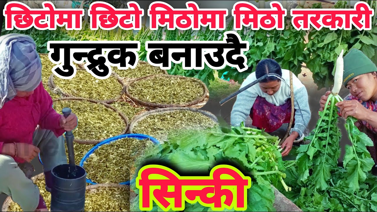 Gundruk Banako// Sinki Banako// Nepali Traditional And Organic ...