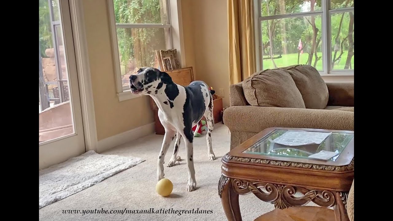 Happy Great Dane Loves To Sing His Howling Song - YouTube