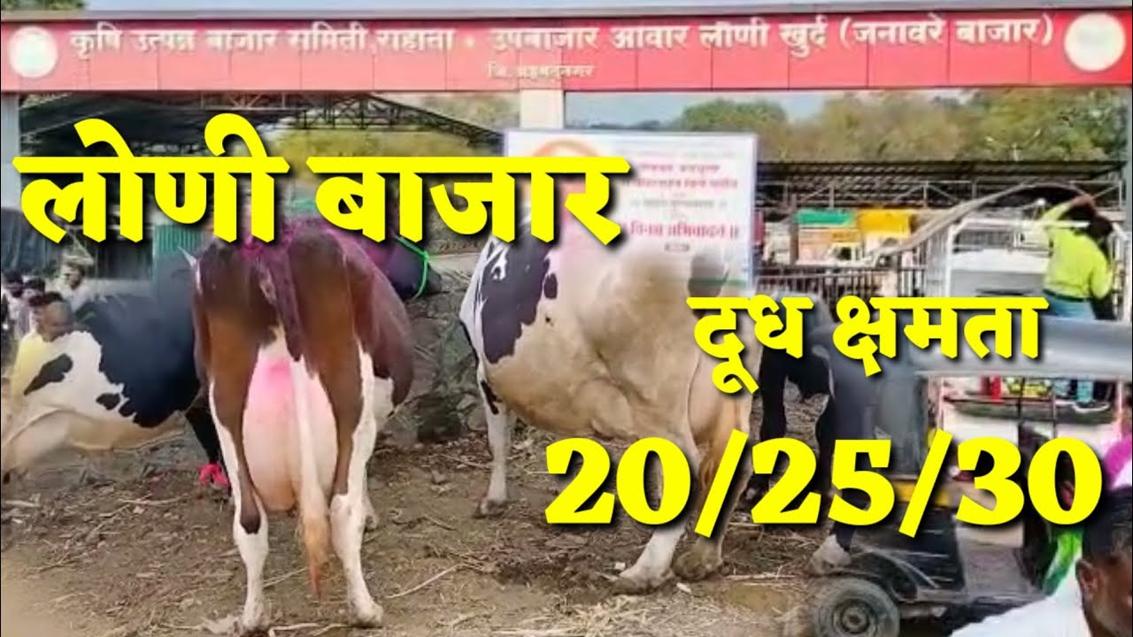 LONI market@HF cow supplier santosh borude 8830720985 8830272770 ...