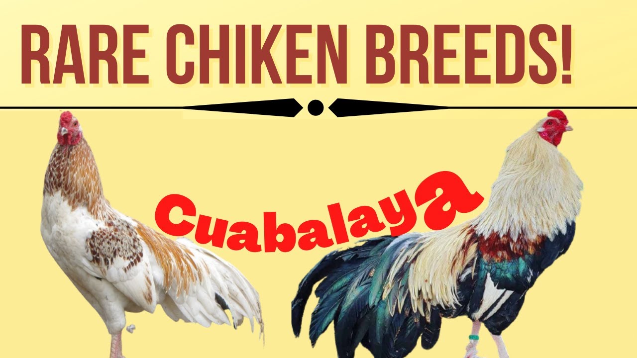 Cubalaya chicken||Cuban breed of domestic chicken| History of Cublaya ...
