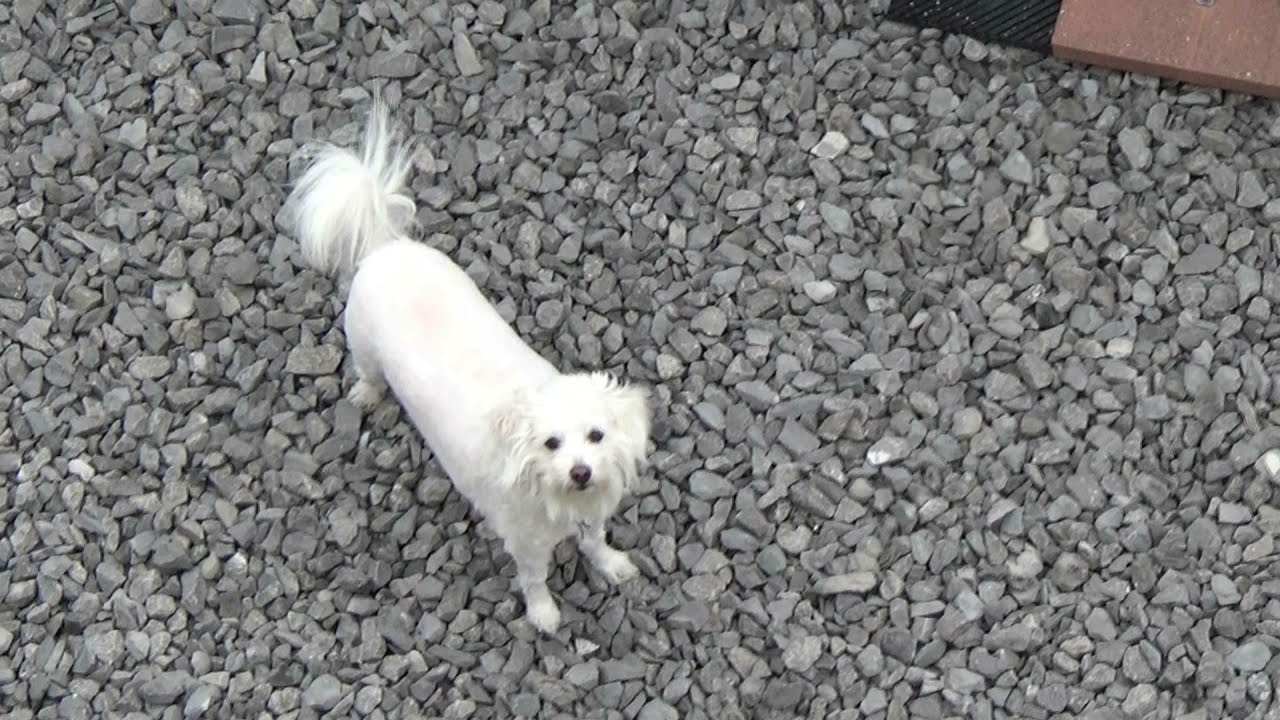 Elsie Mokete on a Spring Walk @ 400 Slater St - YouTube