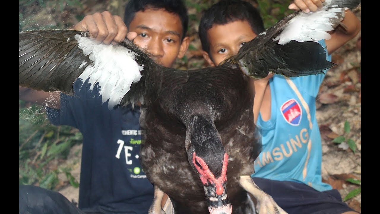 #wildducktrap How to make easy Wild Duck Trap work 100% | Primitive ...