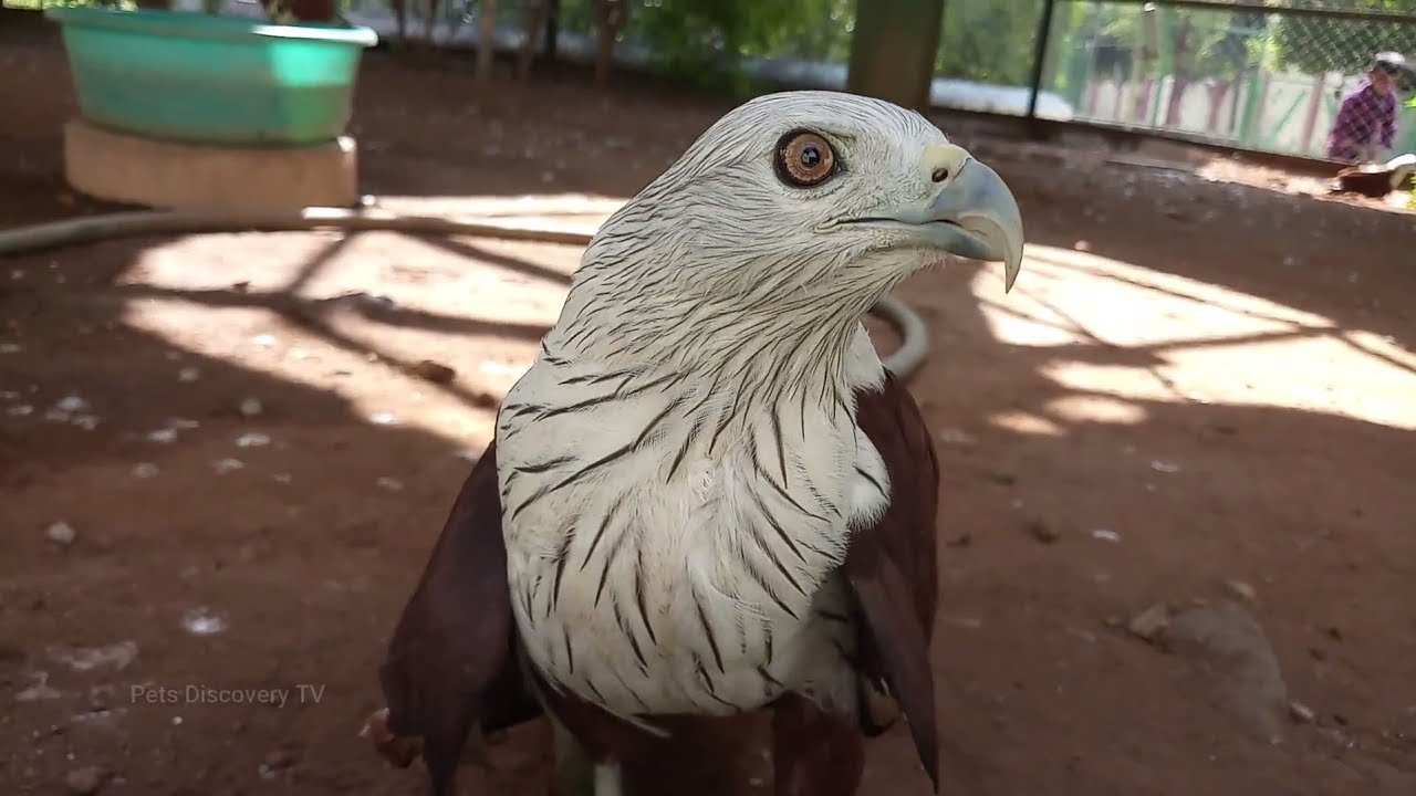 Eagle Behavior - Pets Discovery TV - YouTube