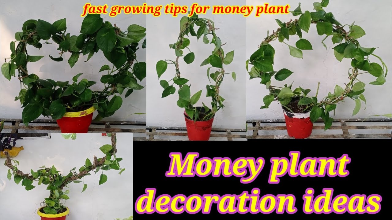 Money plant decoration ideas simple and easiest shape fast growing tips ...