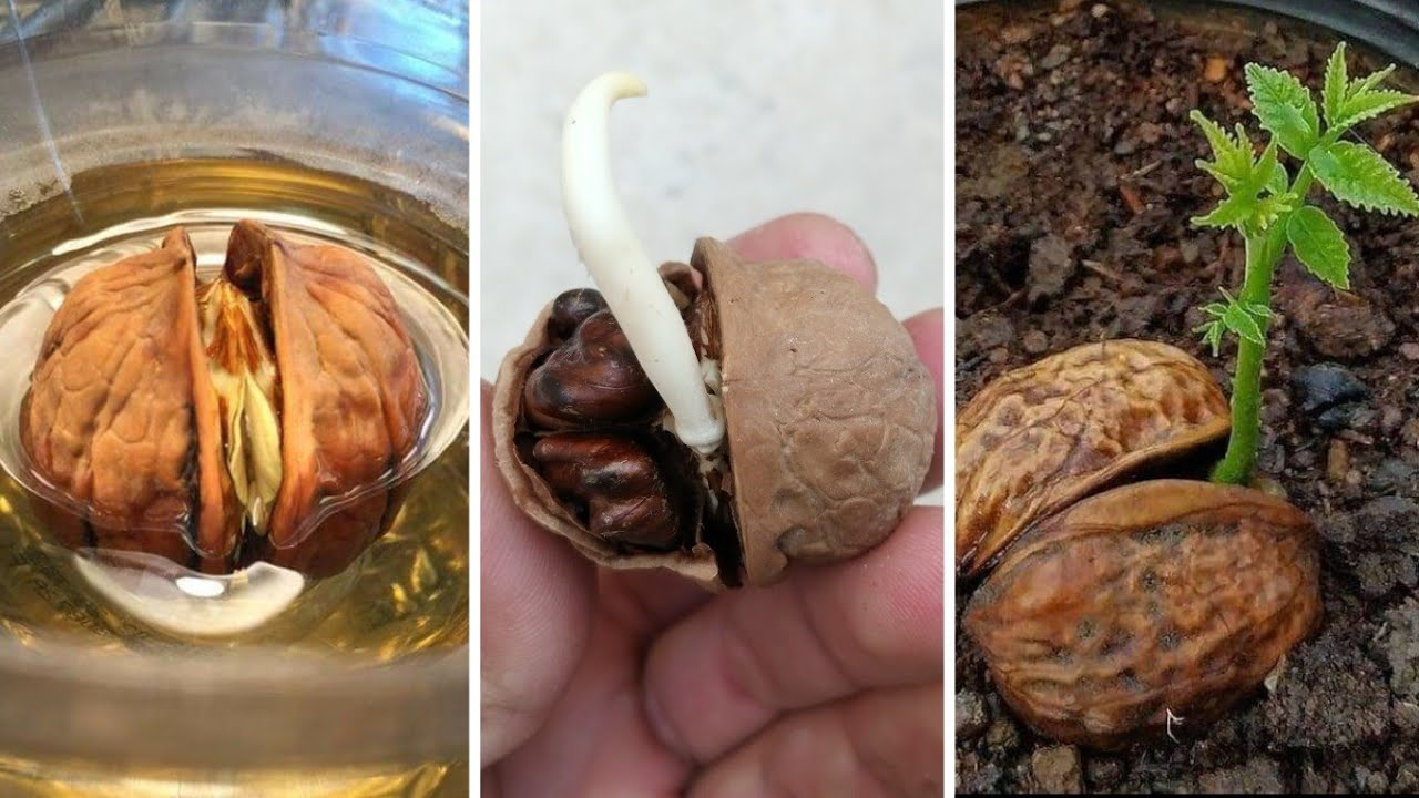 Simple Method To Germinate Walnut | How To Grow Walnut - YouTube