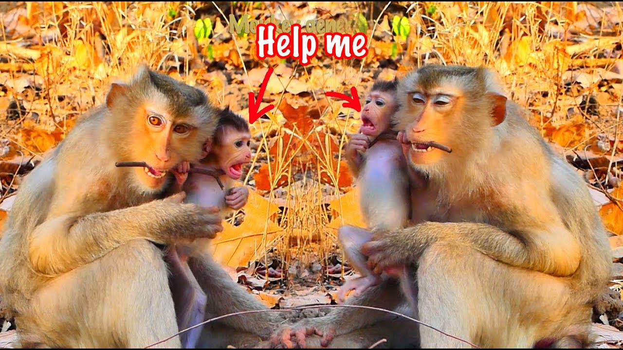 Help...me (Don't bite, Mom)..! Baby Mono is tough to breathe. - YouTube