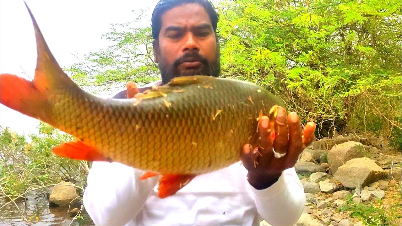 Amazing big rohu fish catching | Unbelievable fishing techniques ...