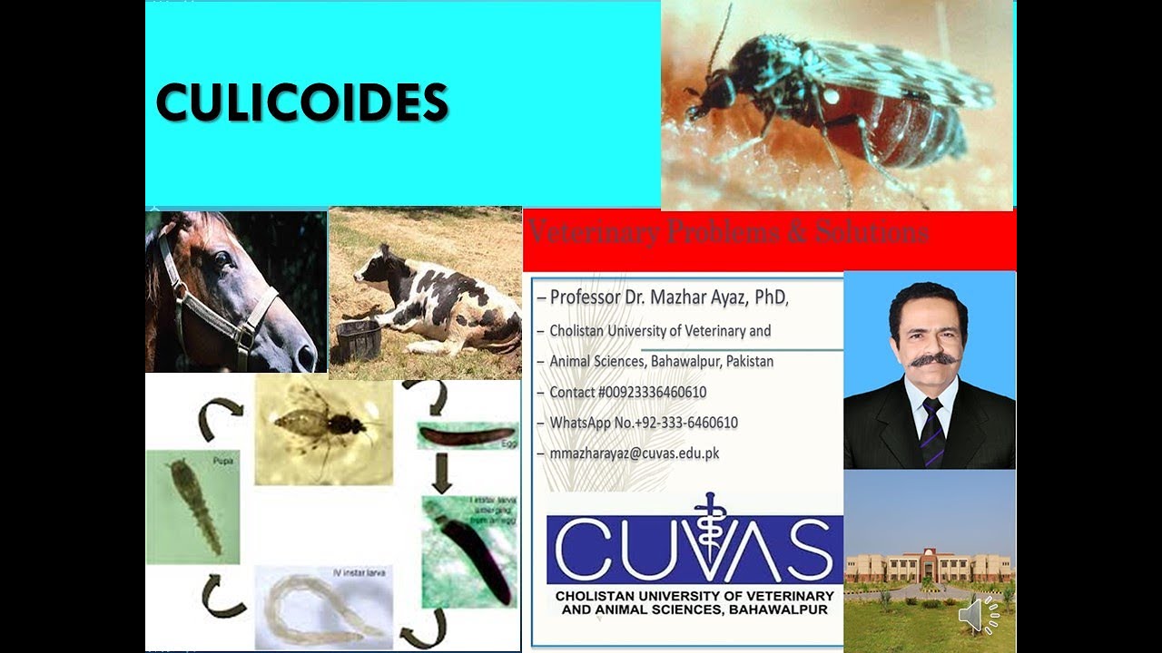 Culicoides - YouTube