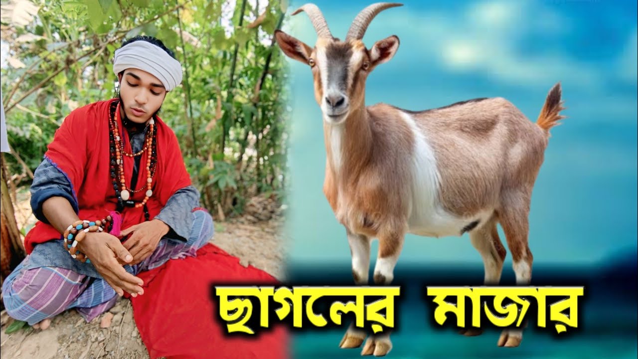 ছাগলের মাজার নিয়ে পুরাই বিনোদন | Sagoler Majar FRIENDS TV video 2025 ...