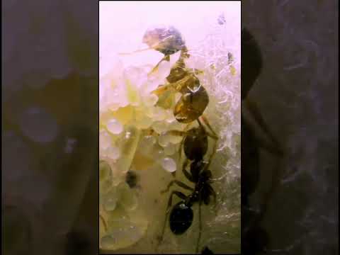 How Do Ants Sleep And Wake Up