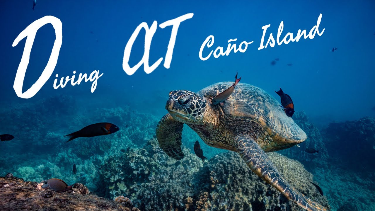 Diving at Caño Island - YouTube