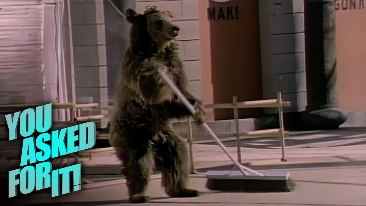 The Remote-Controlled Bear Performance: Animal Psychology in Action ...