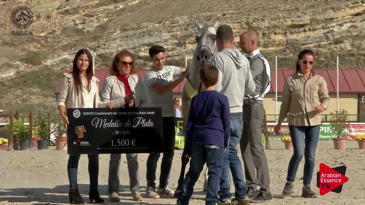 SILVER - N.41 ABHA ZANZYBAR - 2017 SPANISH NATIONALS - Junior Colts ...