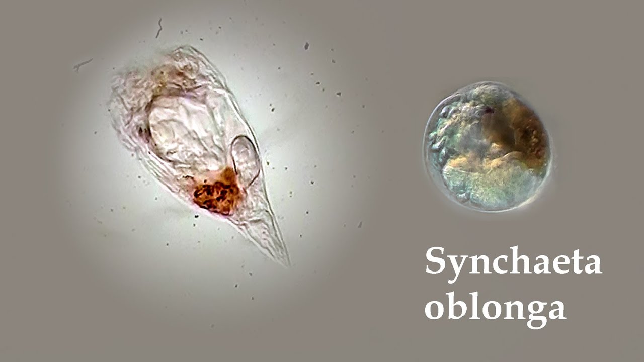 Synchaeta oblonga - YouTube