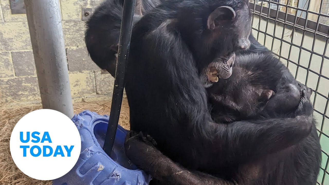 Reunited chimps share emotional hugs after roadside zoo rescue | USA ...