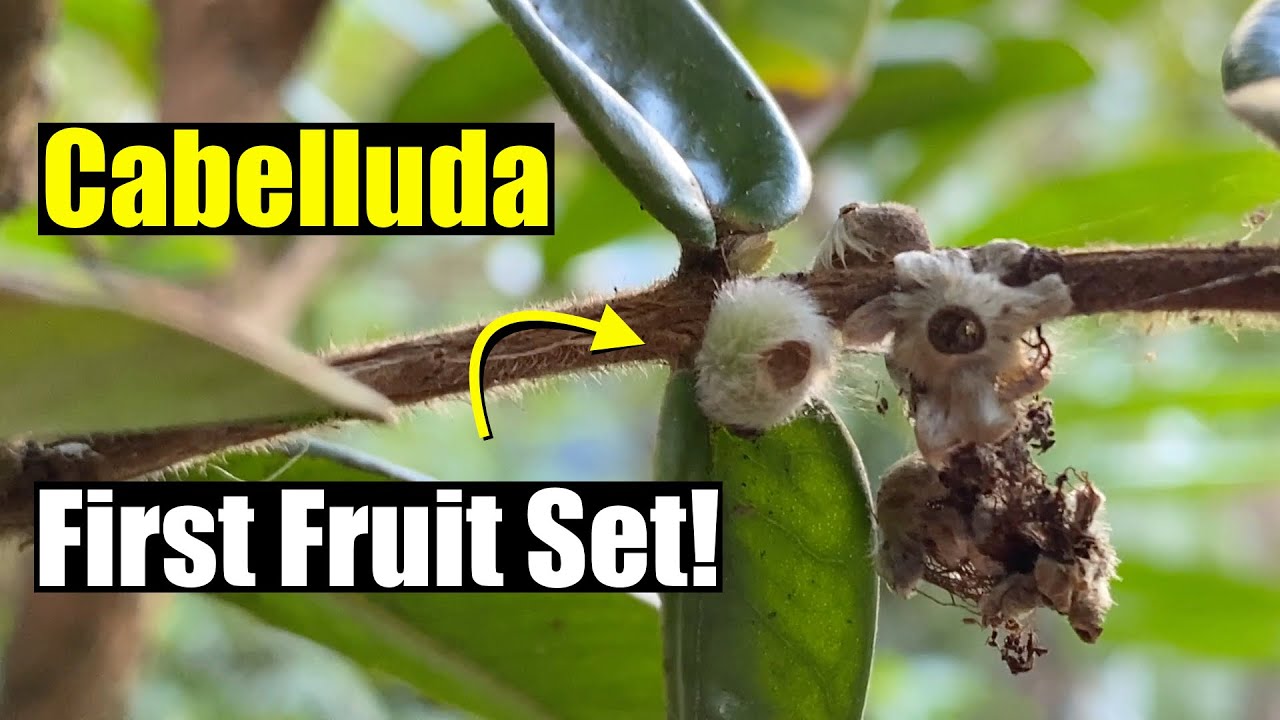 Yellow Jaboticaba - Identify First Fruit Set on Cabelluda - Myrciaria ...