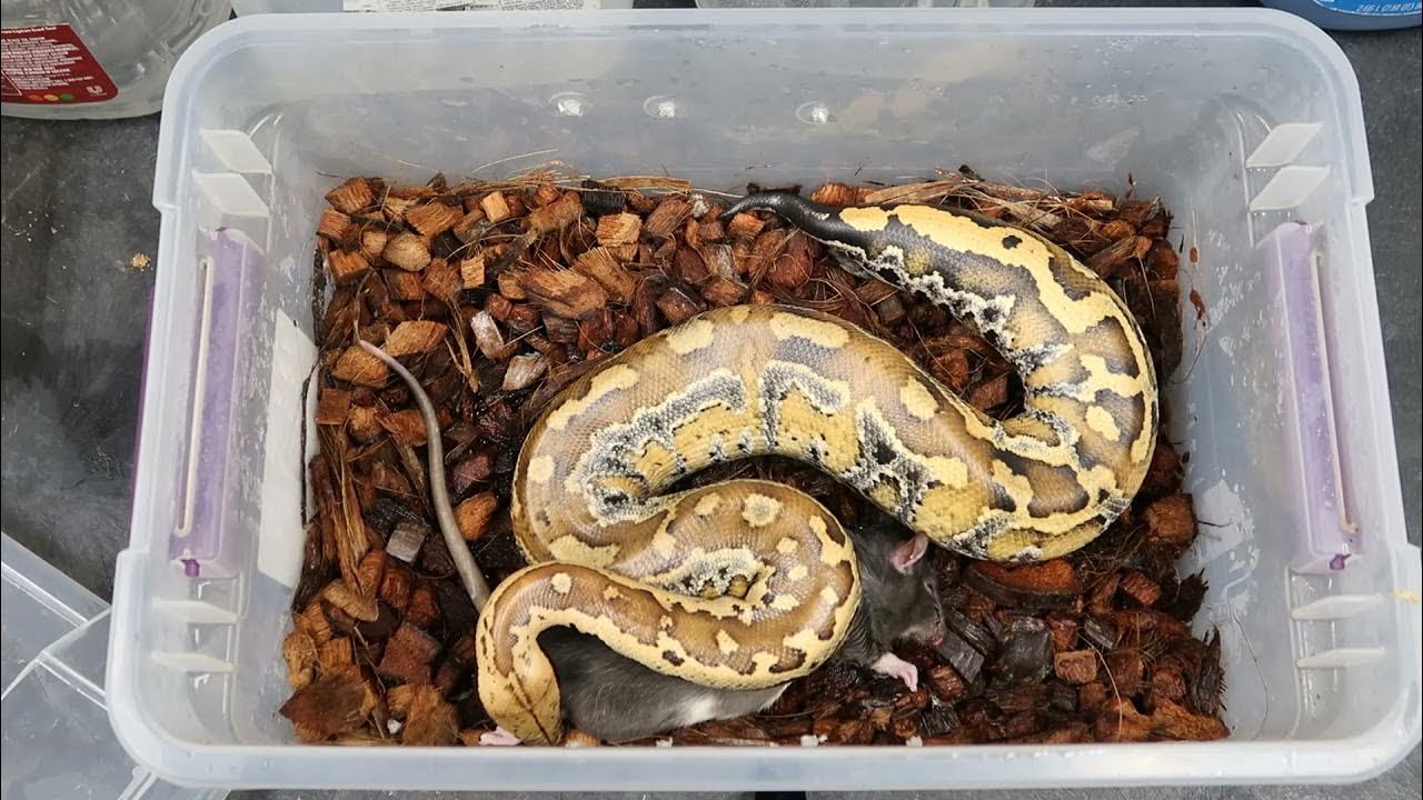 Blood Python Feeding #23 - YouTube