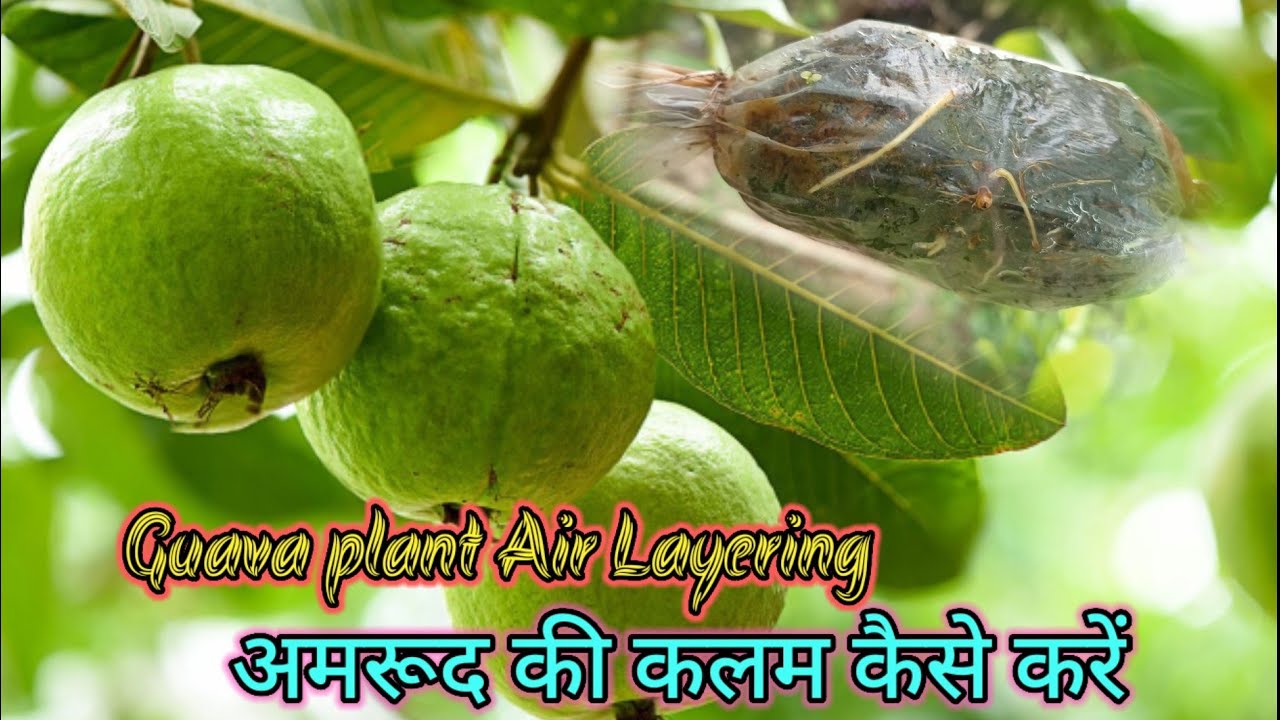 Guava Tree Air Layering || अमरूद की कलम कैसे करें || Jamfad Ni Kalam ...