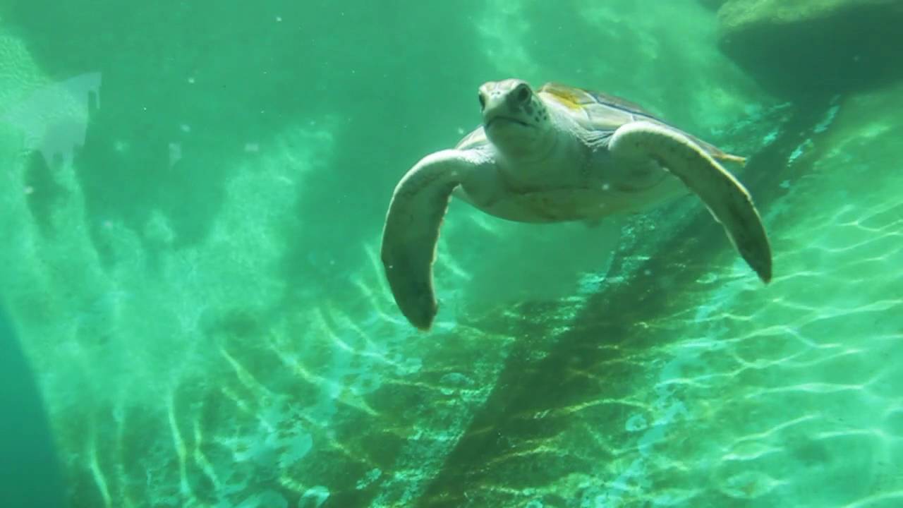 Andrew the Green Turtle - YouTube