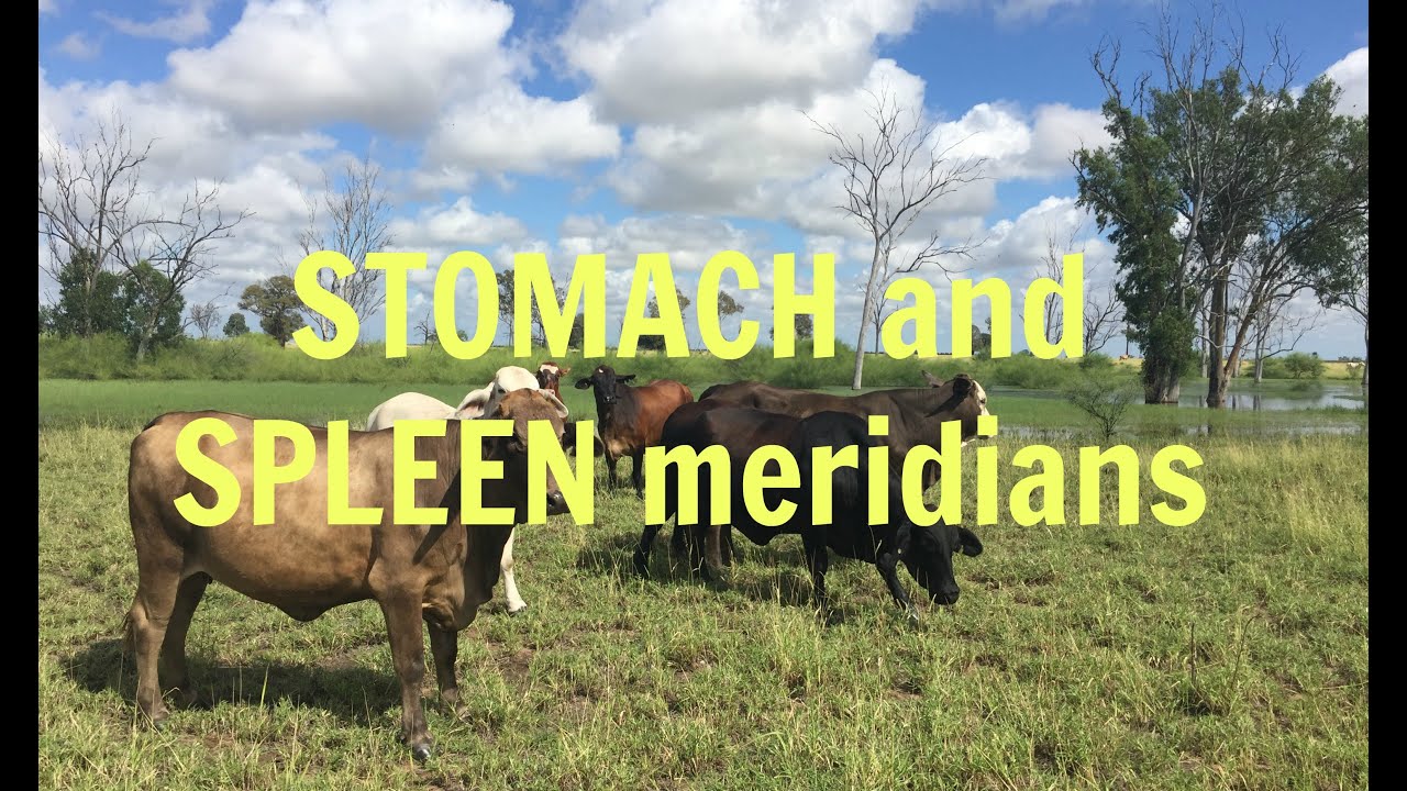 Spleen and stomach meridians - Earth Element - YouTube