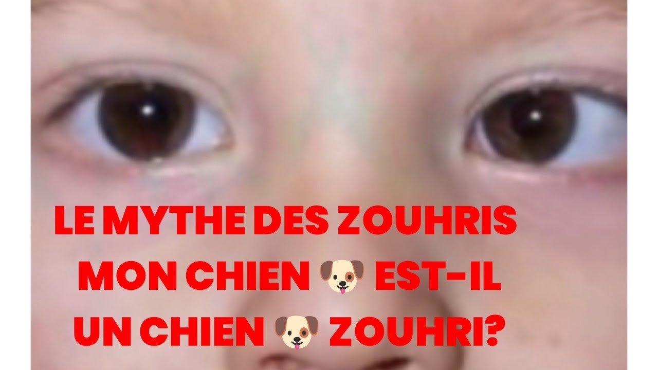 Live: LE MYTHE DES ZOUHRIS !: MON CHIEN 🐶 EST -IL UN CHIEN 🐶 ZOUHRI ...