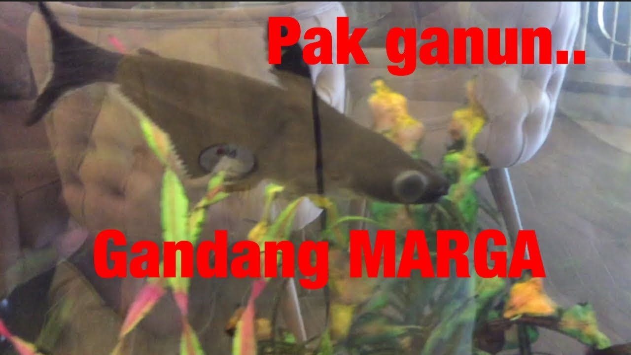 introducing MARGA “maga ang mata”.. | vLog#3 - YouTube